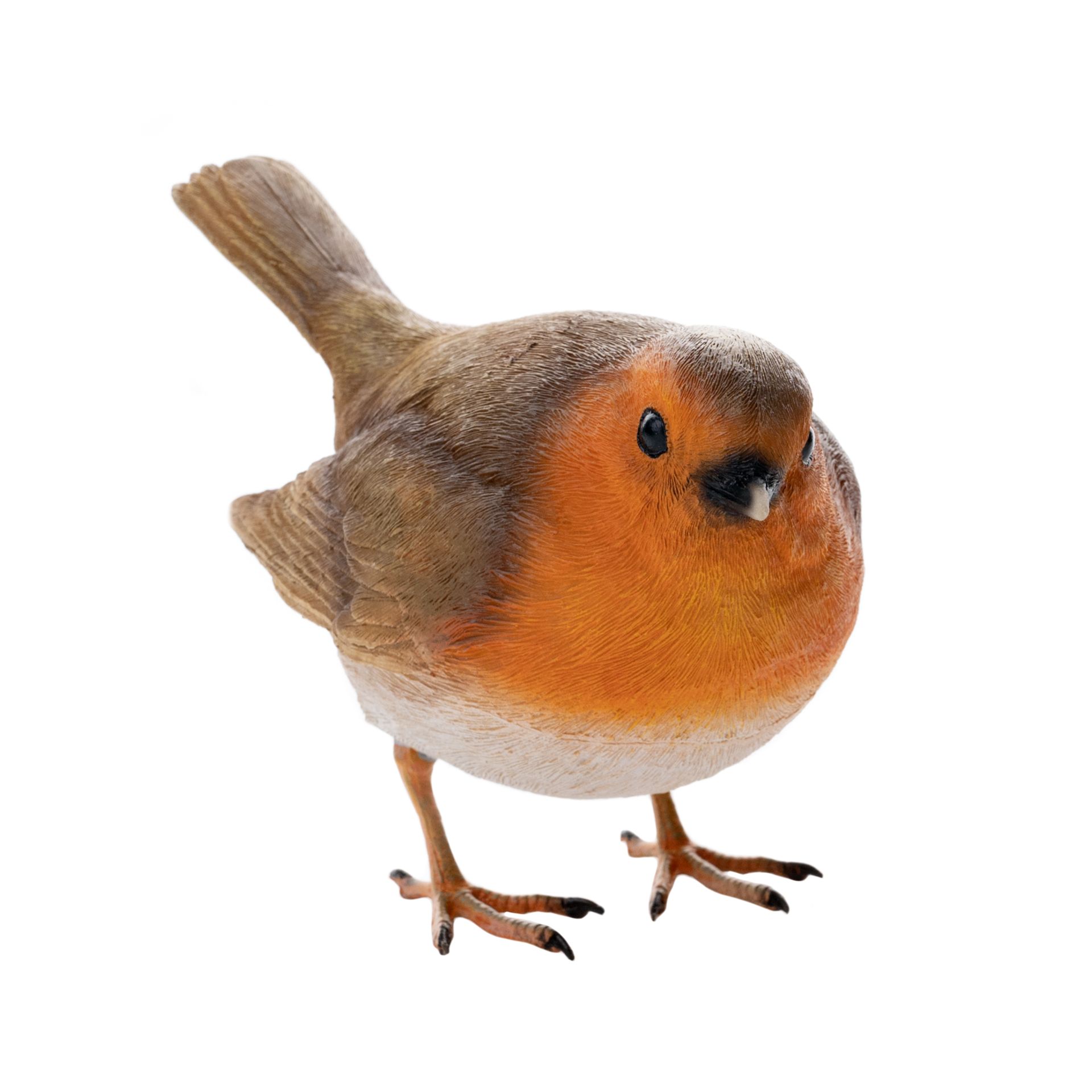 Shop Birds Wholesale Online UK | Widdop and Co.